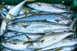 Spanish Mackerel