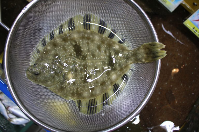 Starry Flounder (West Coast)
