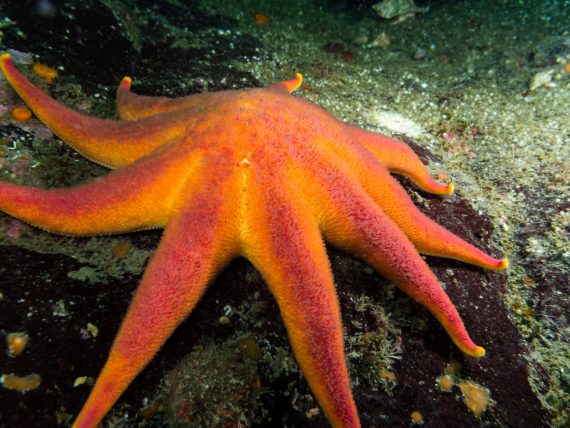 Biggest Starfish Ever Recorded