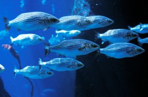 Striped Bass Facts & Information Guide - American Oceans