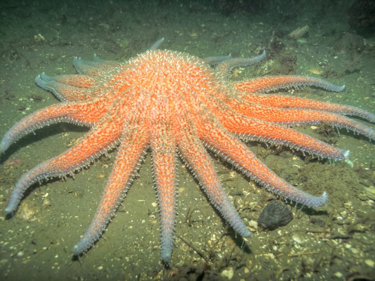 Facts About Starfish: Essential Information on These Fascinating Creatures