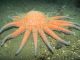 Facts About Starfish: Essential Information on These Fascinating Creatures