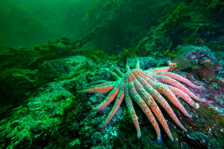 Facts About Starfish: Essential Information on These Fascinating Creatures