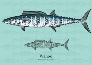 Wahoo Facts & Information Guide - American Oceans
