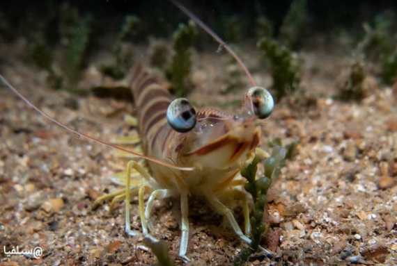 10 Biggest Shrimp and Prawns Ranked - American Oceans