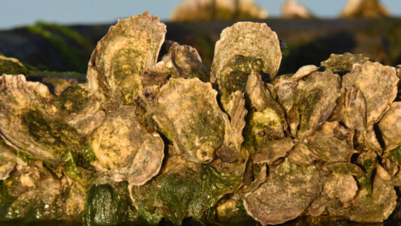 Biggest Oyster Ever Recorded
