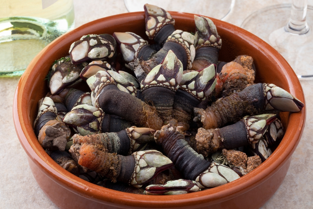 Can You Eat Barnacles And How Does It Taste American Oceans Can You Eat Barnacles And How Does It Taste American Oceans
