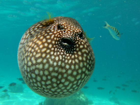 Are Puffer Fish Dangerous?