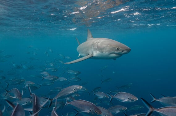 Sharks in India