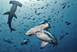 Tonic Immobility in Sharks