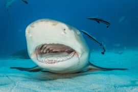 What is a Requiem Shark?