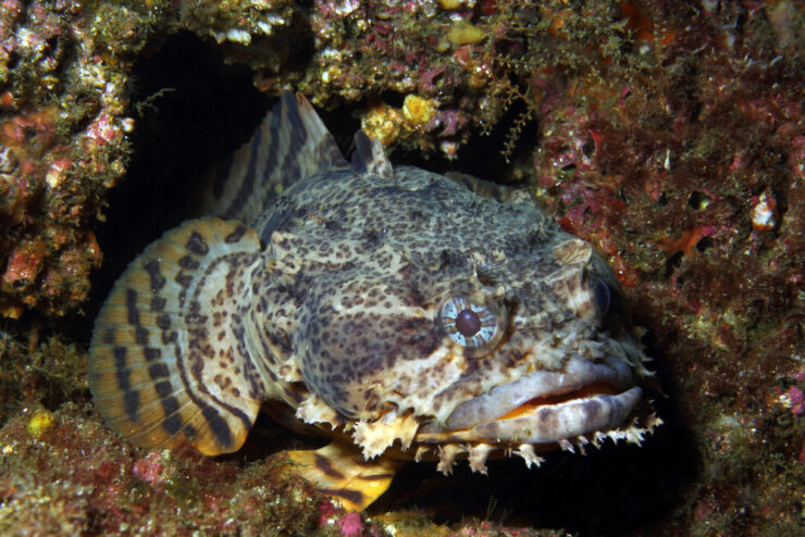 Eastern Oyster Facts & Information Guide - American Oceans