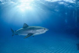 How Fast Can Sharks Swim?