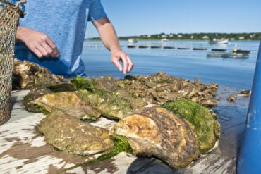 Eastern Oyster Facts & Information Guide - American Oceans