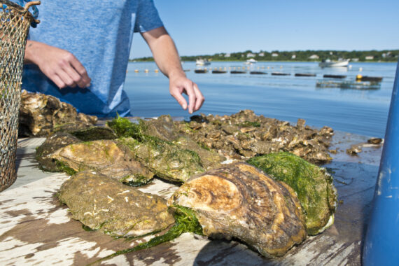 Eastern Oyster Facts & Information Guide - American Oceans