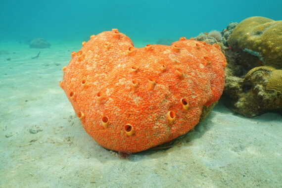 Eastern Oyster Facts & Information Guide - American Oceans