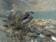 Chinook Salmon Fact & Information Guide - American Oceans