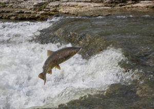 Chinook Salmon Fact & Information Guide - American Oceans