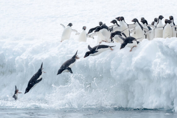 Can You Eat Penguin and How Does It Taste?