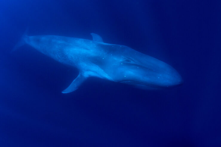 How Big is a Blue Whale? Blue Whale Size Comparison and Length ...