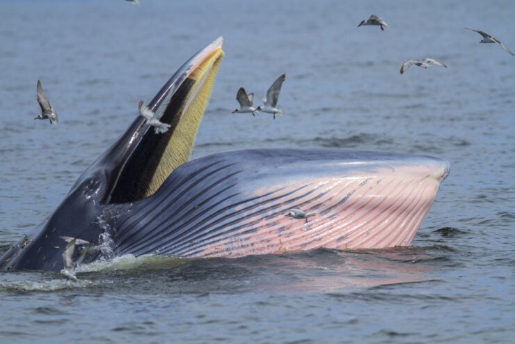 Bryde’s Whale