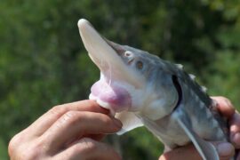 Sturgeon Size - American Oceans