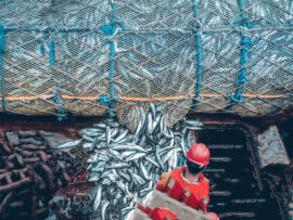 Trawling - The Controversial Fishing Method - American Oceans