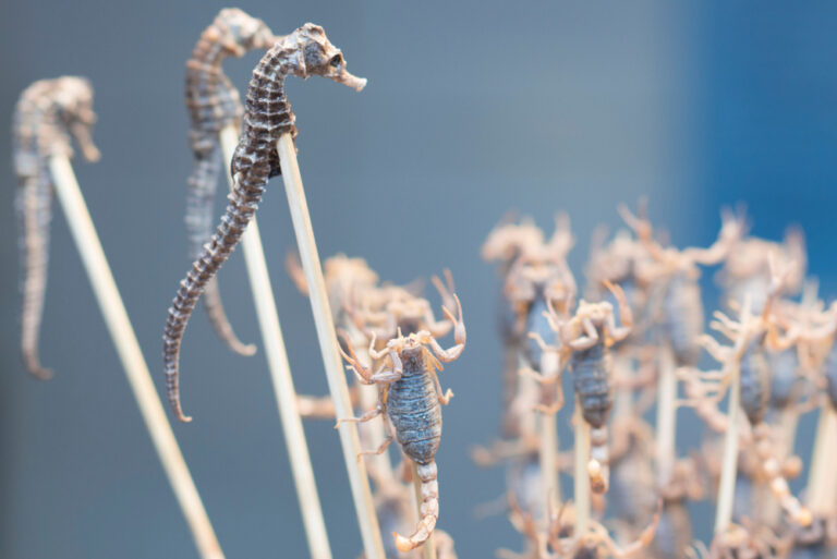 Can You Eat Seahorse and How Does It Taste?