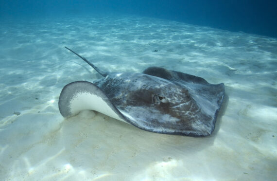 Stingray vs Manta Ray - What is the Difference? - American Oceans