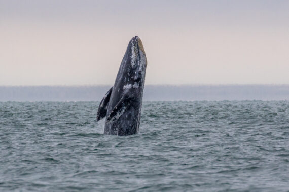 Can Whales Live in Freshwater?