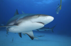 Sharks in Bermuda - American Oceans