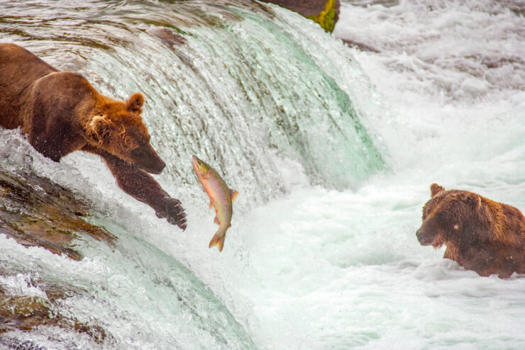 What Do Salmon Eat?