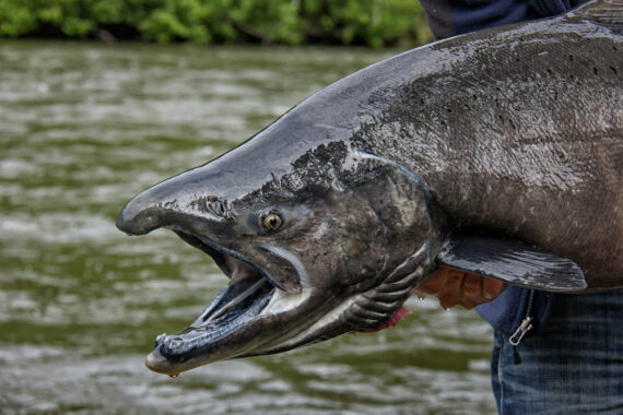 What's the Difference Between Steelhead Trout and Salmon?