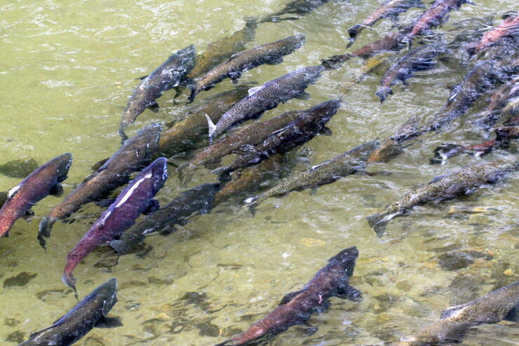 What Do Salmon Eat?