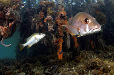 Different Types of Snapper