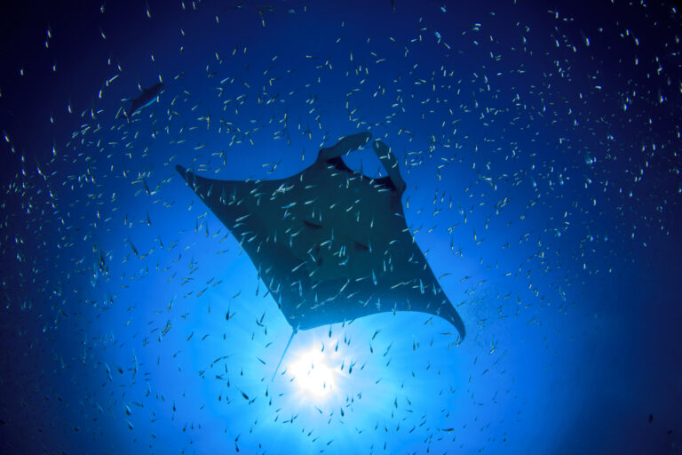 What Do Manta Rays Eat? - American Oceans