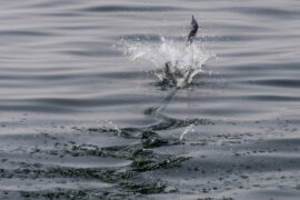 Needlefish Species: Scientific Information and Fun Facts - American Oceans
