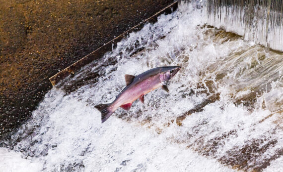 Chinook Salmon Fact & Information Guide - American Oceans