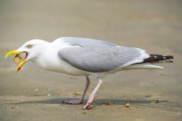 What Do Seagulls Eat?