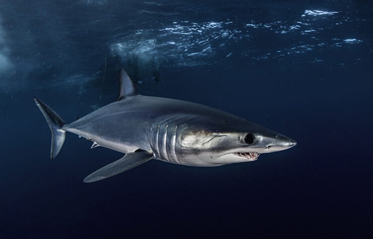 Shortfin Mako Shark