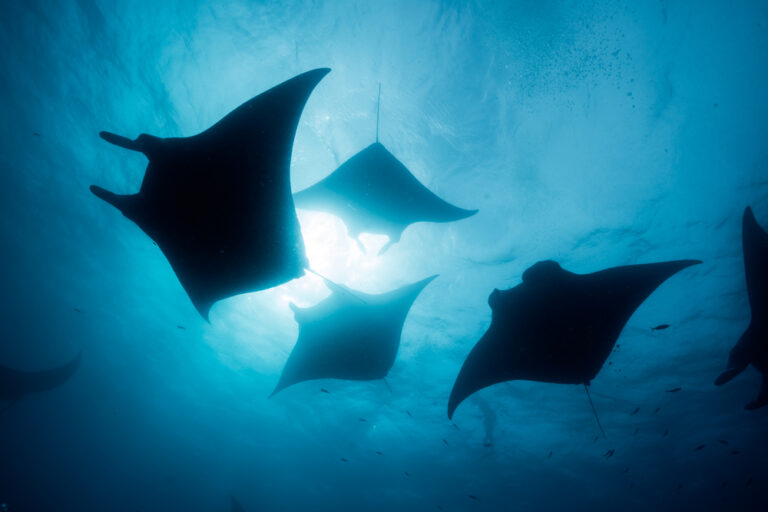 Stingray vs Manta Ray - What is the Difference? - American Oceans