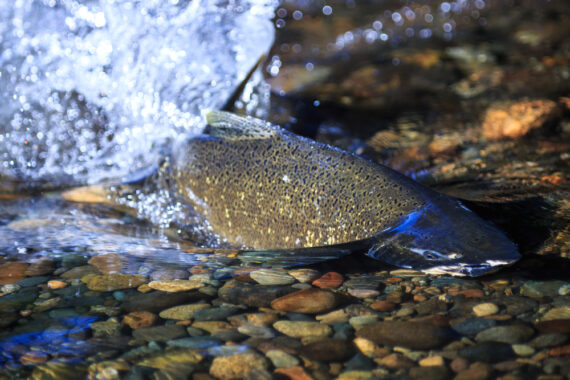 Chinook Salmon Fact & Information Guide - American Oceans