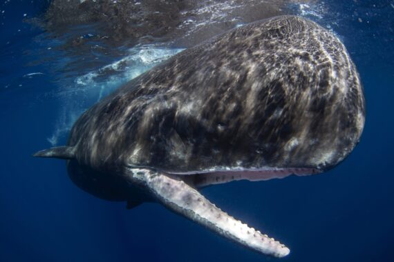 Was Moby Dick a Real Whale?