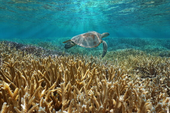 The Incredible Way Coral Reproduces