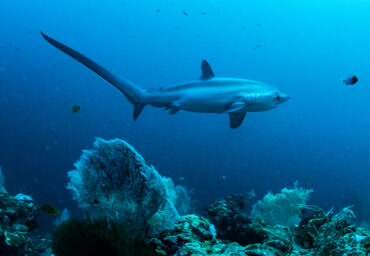 Sharks in Japan