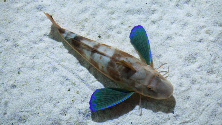 Can You Eat Sea Robin