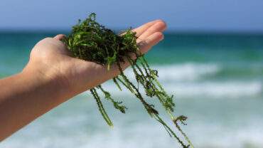 Can You Eat Seaweed and How Does It Taste?