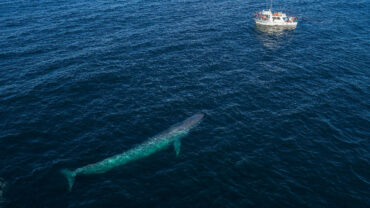 How Big is a Blue Whale? Blue Whale Size Comparison and Length ...