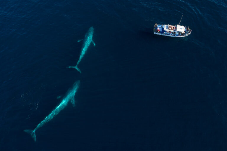 How Big is a Blue Whale? Blue Whale Size Comparison and Length ...