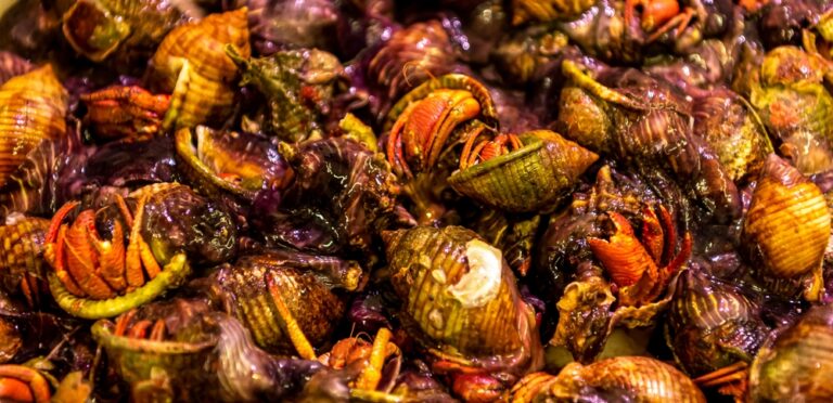 Can You Eat Hermit Crabs and How Does It Taste?